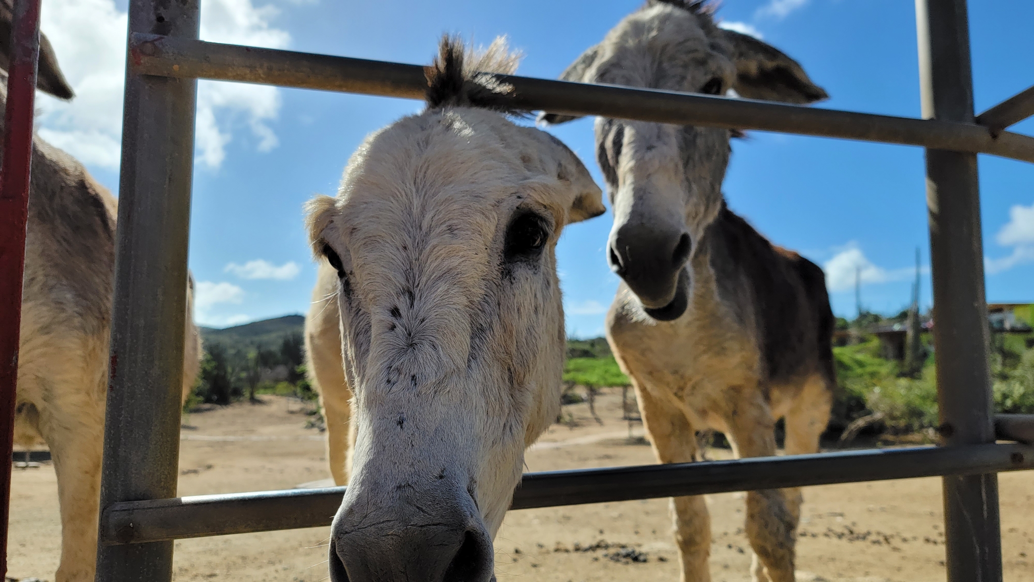 Aruba Donkey Sanctuary: A Haven for Donkeys and Nature Lovers Alike ...
