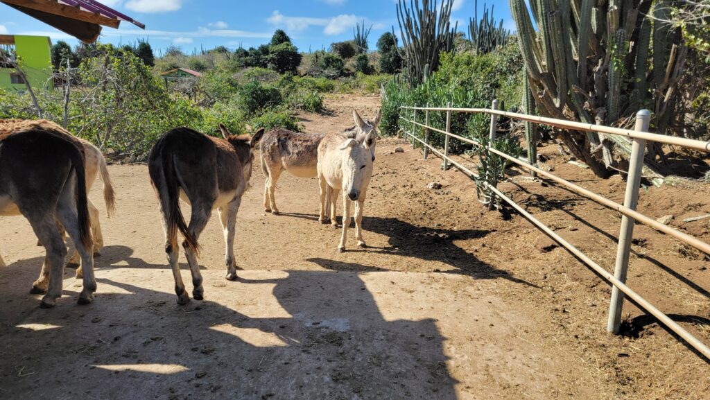 Aruba Donkey Sanctuary: A Haven for Donkeys and Nature Lovers Alike ...